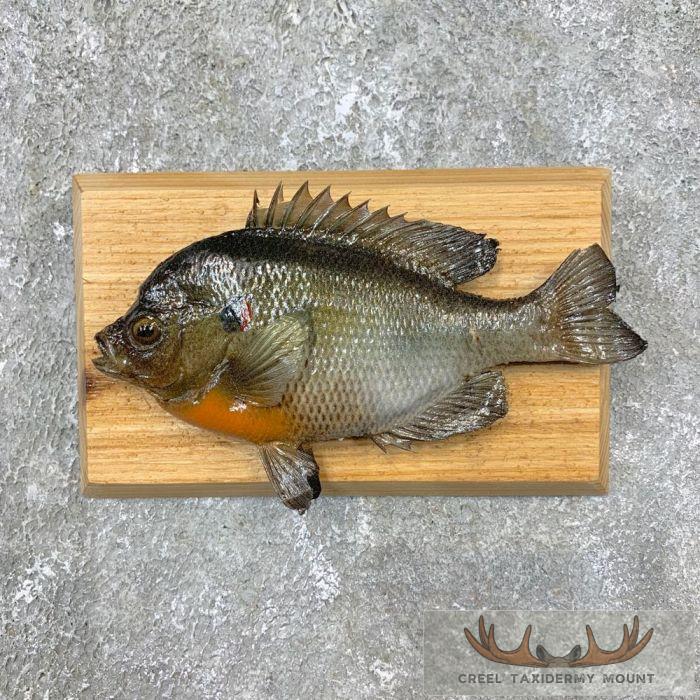 8.5" Bluegill Taxidermy Fish Mount For Sale - Creel Taxidermy