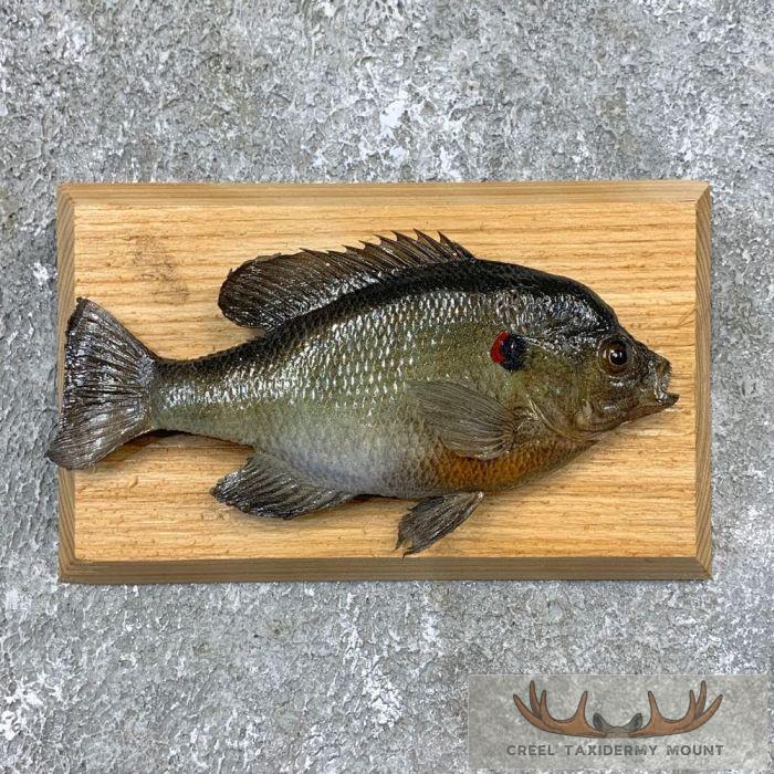 8.5" Bluegill Taxidermy Fish Mount For Sale - Creel Taxidermy