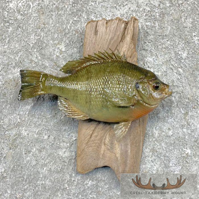 Bluegill Taxidermy Fish Mount For Sale - Creel Taxidermy
