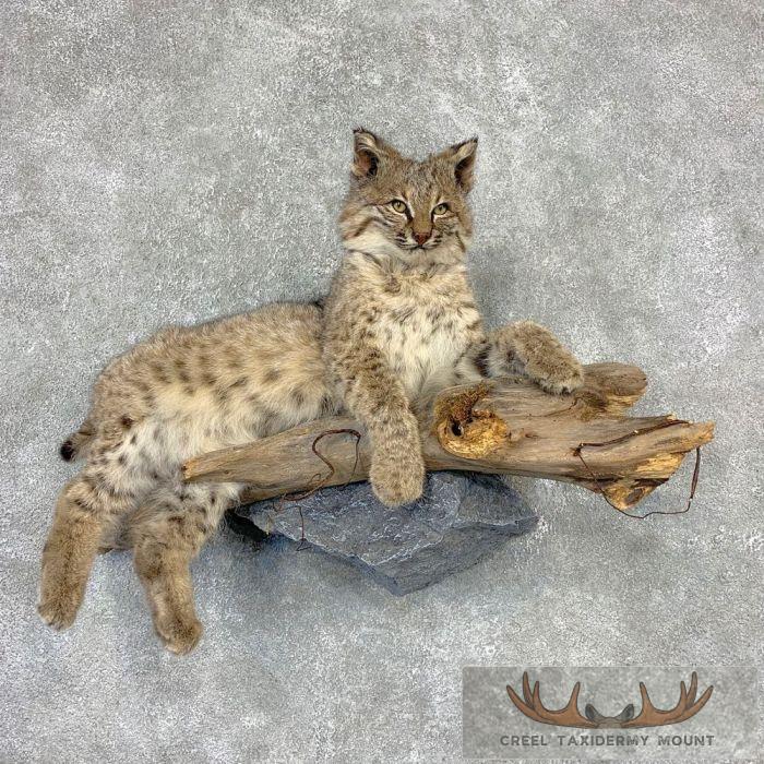 Bobcat Life-Size Taxidermy Mount For Sale - Creel Taxidermy