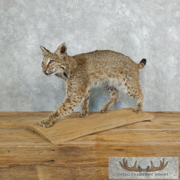 Bobcat Life-Size Taxidermy Mount For Sale - Creel Taxidermy