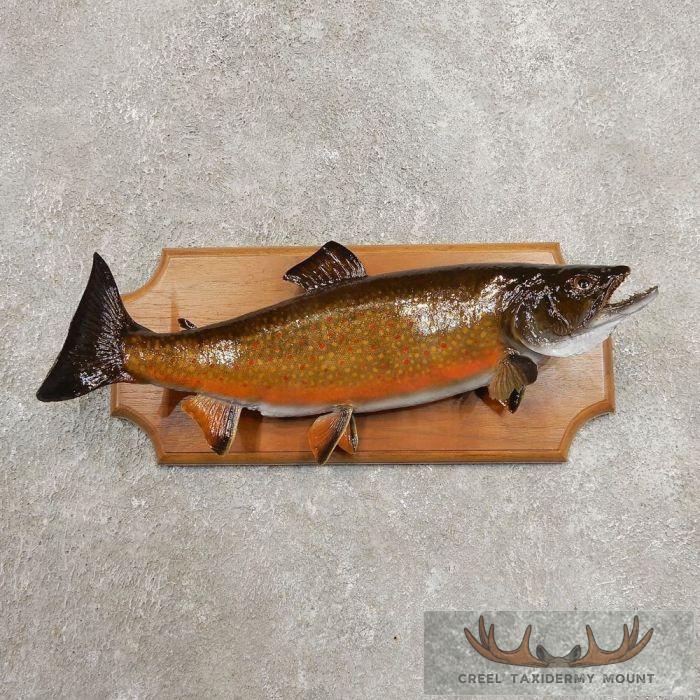 18" Brook Trout Taxidermy Fish Mount For Sale - Creel Taxidermy
