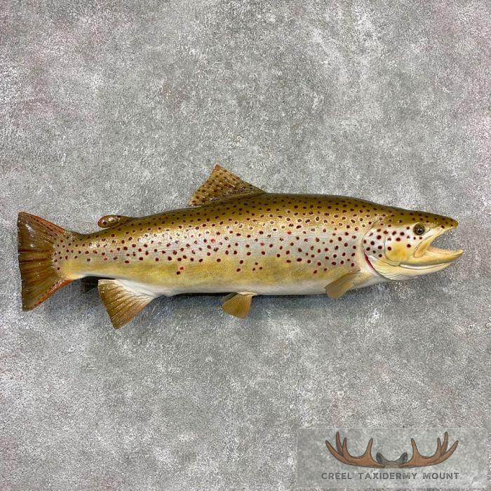 31" Reproduction Brown Trout Taxidermy Fish Mount For Sale - Creel ...