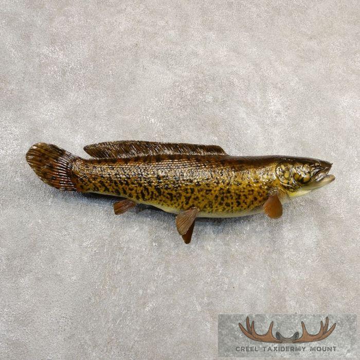 Bowfin Taxidermy Fish Mount For Sale - Creel Taxidermy