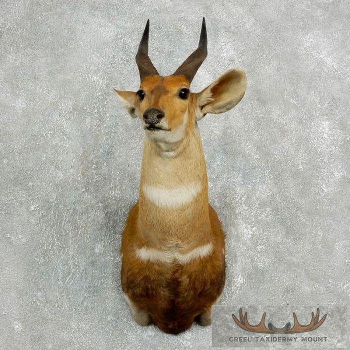 Cape Bushbuck Taxidermy Shoulder Mount For Sale - Creel Taxidermy