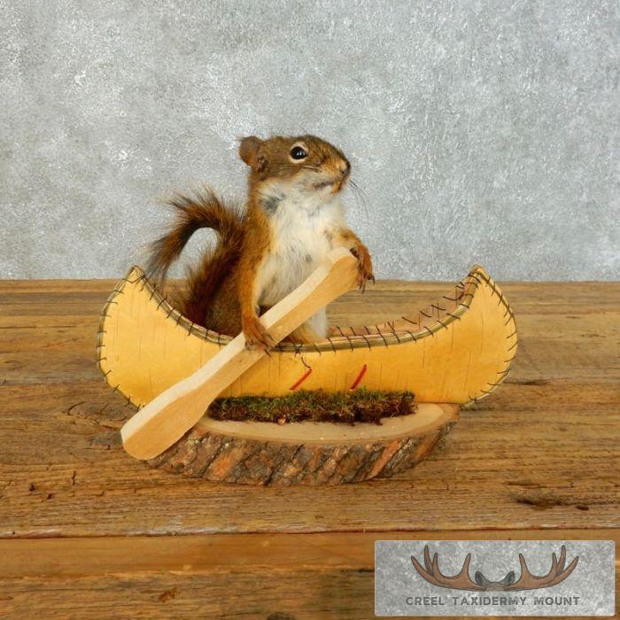 Novelty Red Squirrel Taxidermy Mount For Sale - Creel Taxidermy