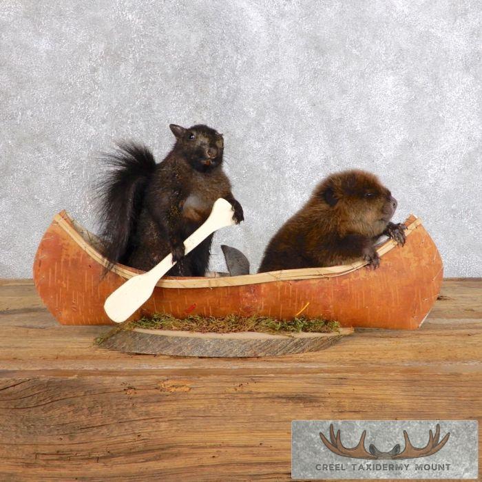 squirrel beavers