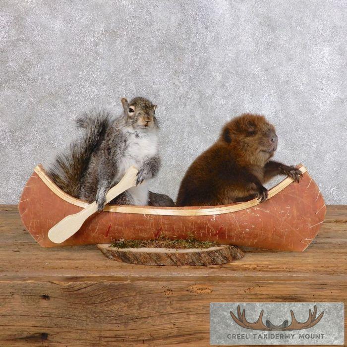 Canoeing Squirrel & Beaver Novelty Taxidermy Mount For Sale - Creel ...