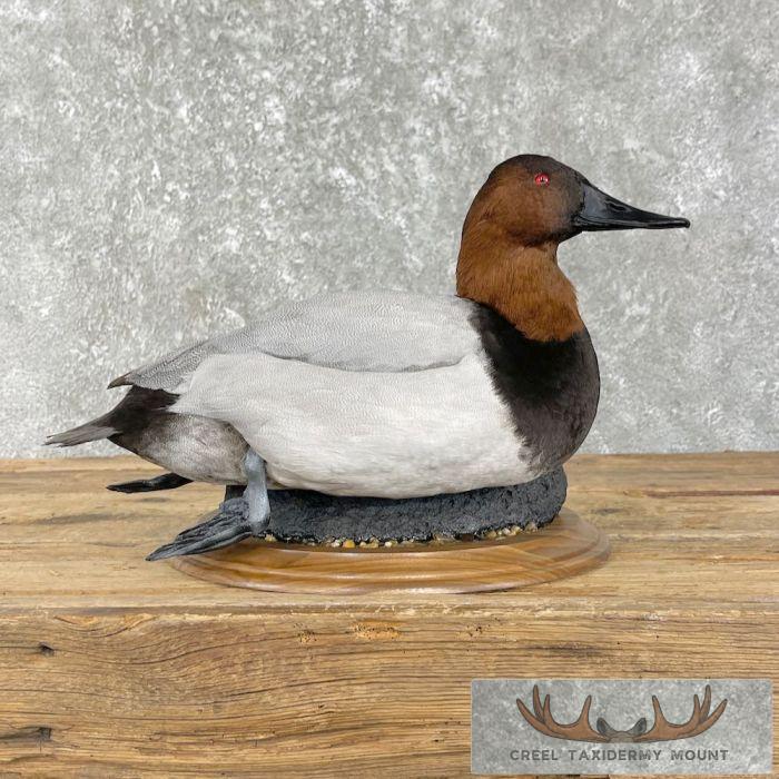 Canvasback Duck Taxidermy Bird Mount For Sale - Creel Taxidermy