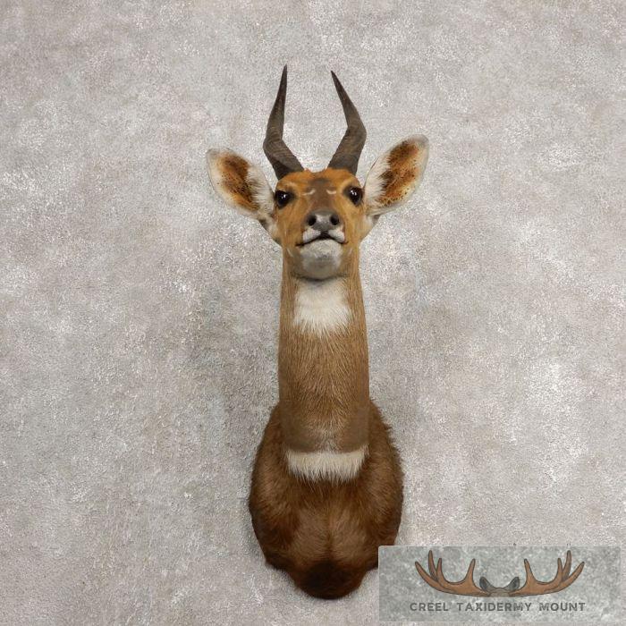 Cape Bushbuck Taxidermy Shoulder Mount For Sale - Creel Taxidermy