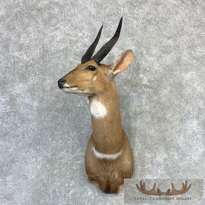 Cape Bushbuck Taxidermy Shoulder Mount For Sale - Creel Taxidermy
