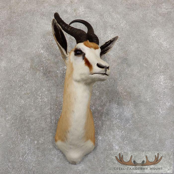 Cape Springbok Taxidermy Shoulder Mount For Sale - Creel Taxidermy