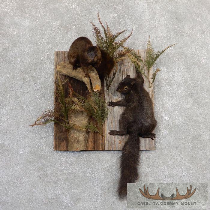 Captain's Classic Black Squirrel Display For Sale - Creel Taxidermy
