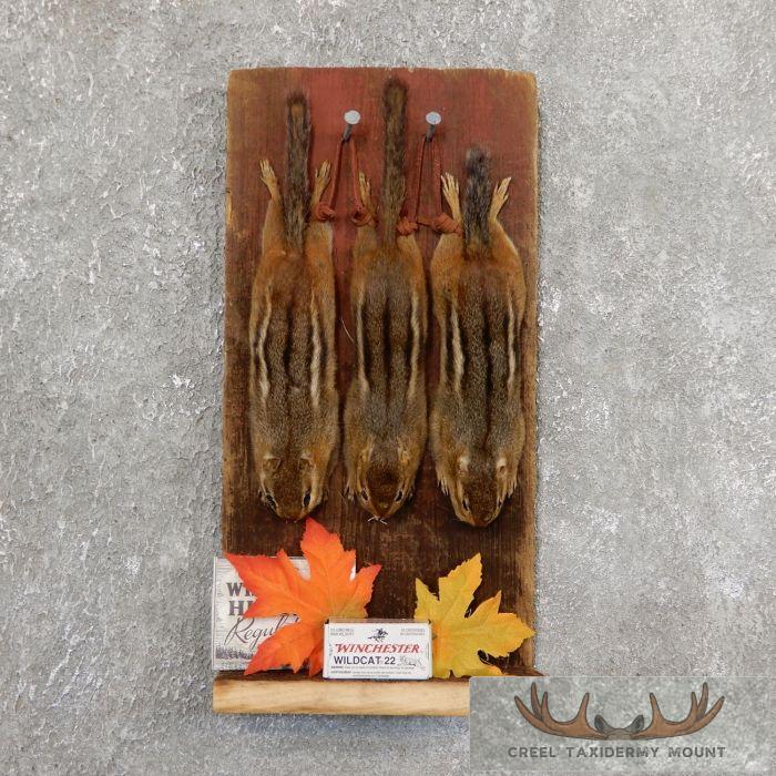 Captain's Classic Chipmunk Display For Sale - Creel Taxidermy
