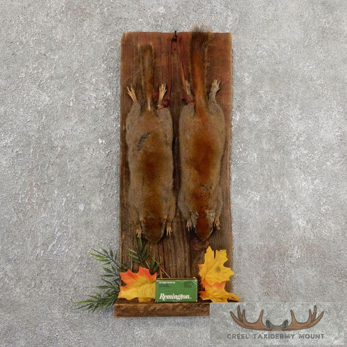 Captain's Classic Red Squirrel Display For Sale - Creel Taxidermy