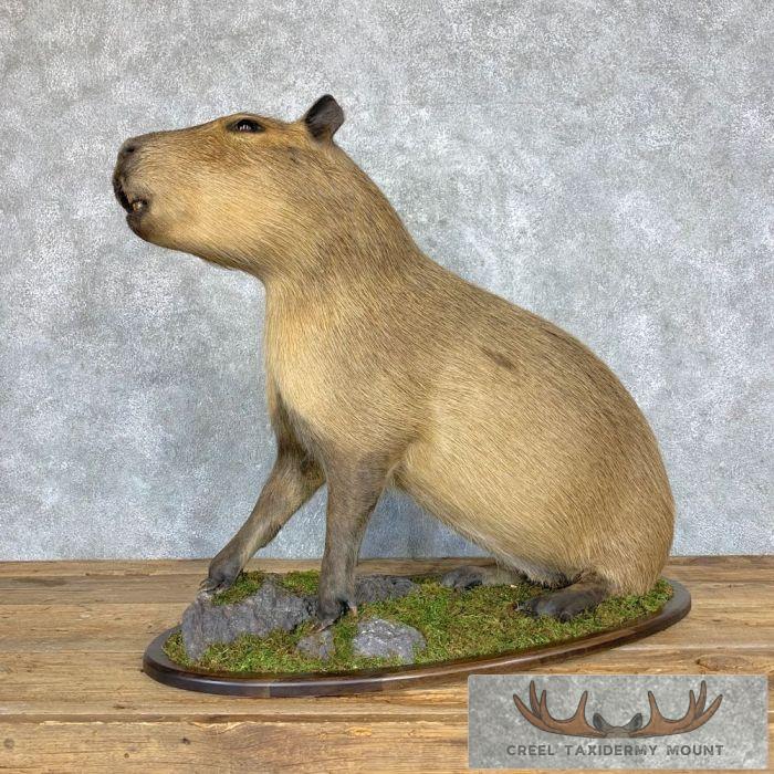 Capybara Life-Size Taxidermy Mount For Sale - Creel Taxidermy