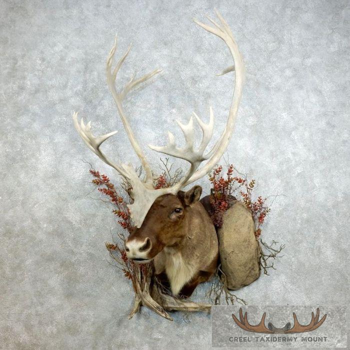 Caribou Taxidermy Shoulder Mount For Sale - Creel Taxidermy