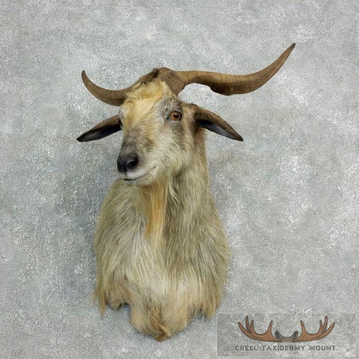 Catalina Goat Shoulder Taxidermy Mount For Sale – Creel Taxidermy