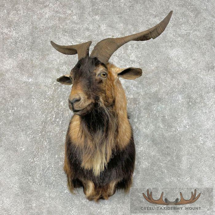 Catalina Goat Shoulder Taxidermy Mount For Sale - Creel Taxidermy