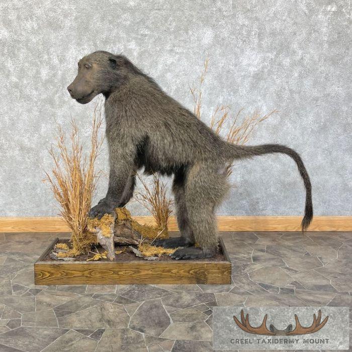 Chacma Baboon Taxidermy Life-Size Mount For Sale - Creel Taxidermy