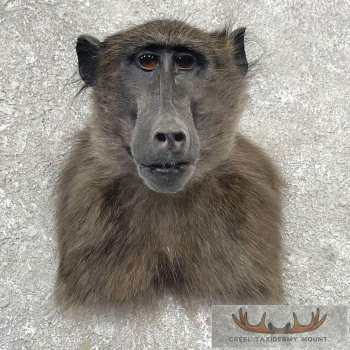 Chacma Baboon Taxidermy Shoulder Mount For Sale - Creel Taxidermy