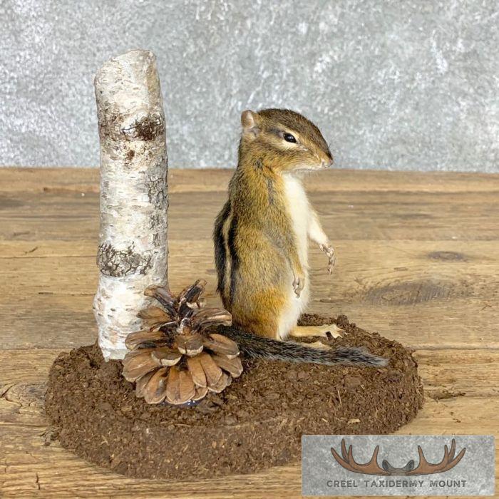 Chipmunk Taxidermy Mount For Sale - Creel Taxidermy