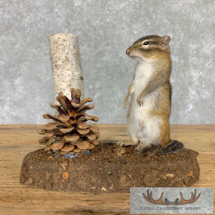 Chipmunk Taxidermy Mount For Sale - Creel Taxidermy