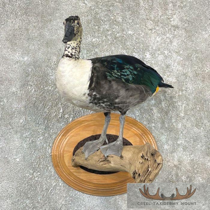 Comb Duck Taxidermy Bird Mount For Sale - Creel Taxidermy
