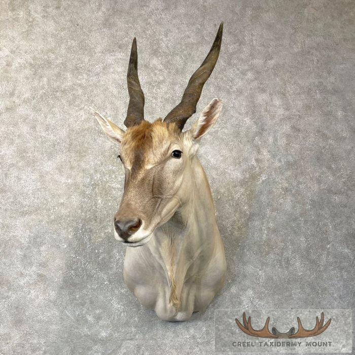 Common Cape Eland Taxidermy Shoulder Mount For Sale - Creel Taxidermy