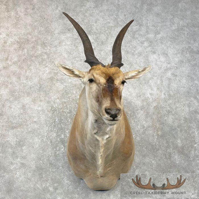 Common Cape Eland Taxidermy Shoulder Mount For Sale - Creel Taxidermy