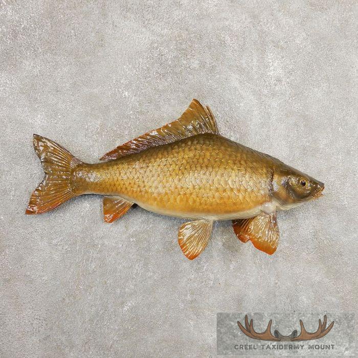 26" Common Carp Taxidermy Fish Mount For Sale - Creel Taxidermy
