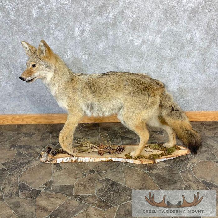Coyote Life Size Taxidermy Mount For Sale - Creel Taxidermy