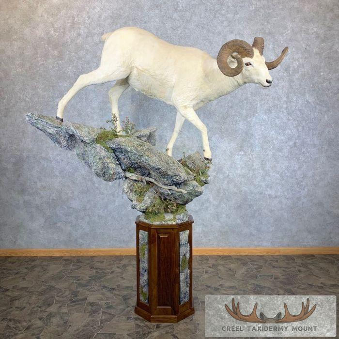 Dall Sheep Ram Life-Size Taxidermy Mount For Sale - Creel Taxidermy