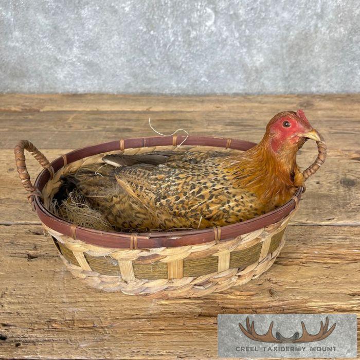 Domestic Chicken Hen Taxidermy Mount For Sale - Creel Taxidermy