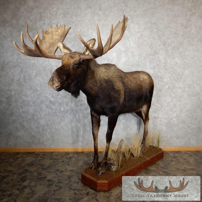Eastern Canada/Maine Moose Life-Size Taxidermy Mount For Sale - Creel ...