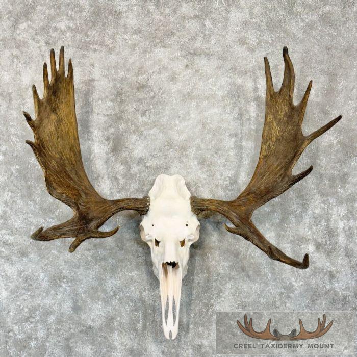 Eastern Canadian Moose Skull European Taxidermy For Sale - Creel Taxidermy