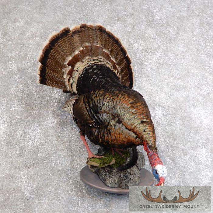 Merriam's Turkey Taxidermy Bird Mount For Sale - Creel Taxidermy