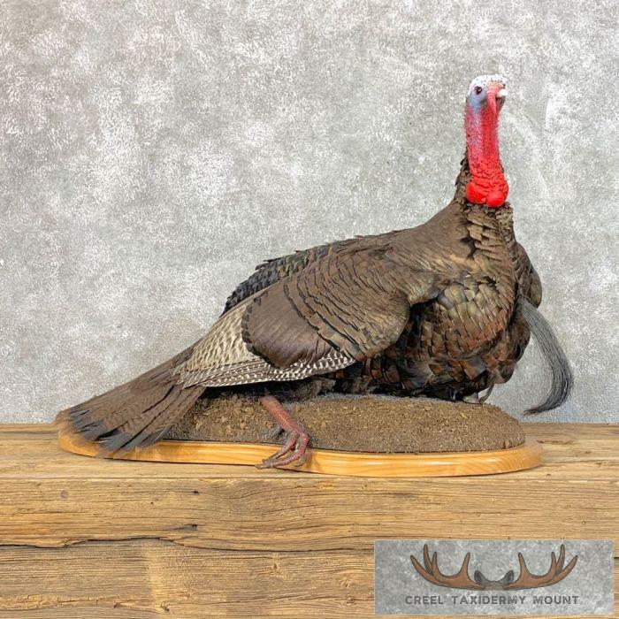 Eastern Turkey Taxidermy Bird Mount For Sale - Creel Taxidermy