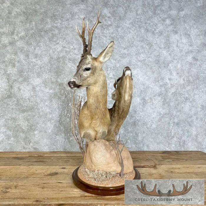 European Roe Deer Pedestal Taxidermy Mount For Sale - Creel Taxidermy