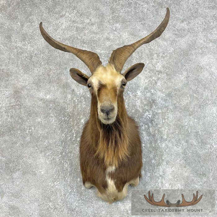 Feral Goat Taxidermy Shoulder Mount For Sale - Creel Taxidermy