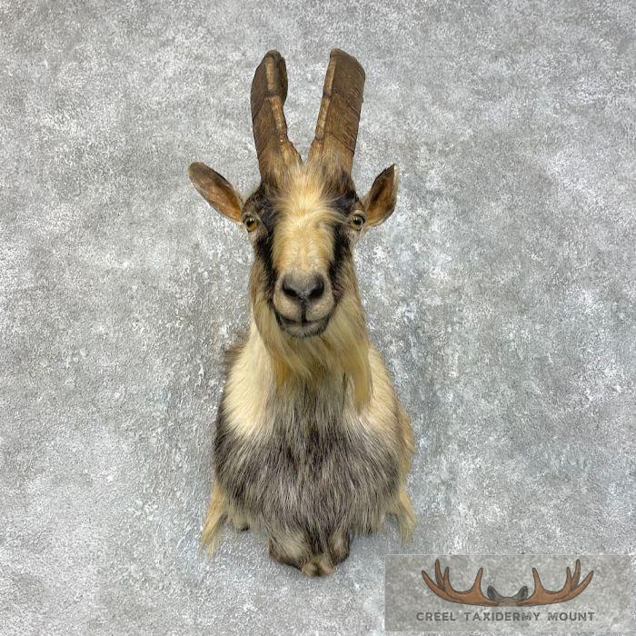 Feral Goat Taxidermy Shoulder Mount For Sale - Creel Taxidermy