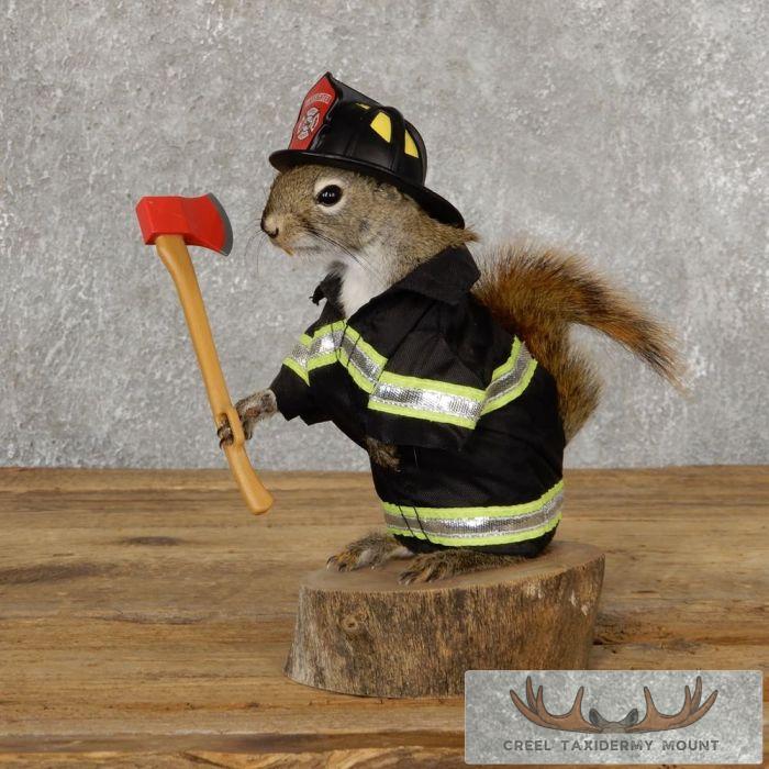 Firefighter Squirrel Novelty Taxidermy Mount For Sale - Creel Taxidermy