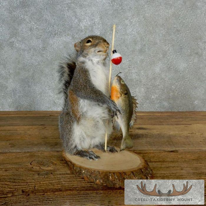 Novelty Gray Squirrel Taxidermy Mount For Sale - Creel Taxidermy
