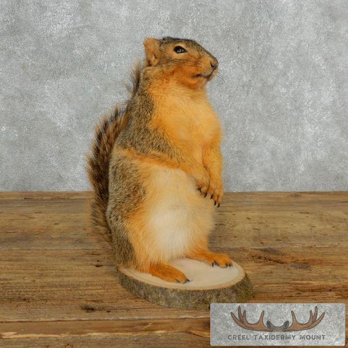 Fox Squirrel Life-Size Taxidermy Mount For Sale - Creel Taxidermy