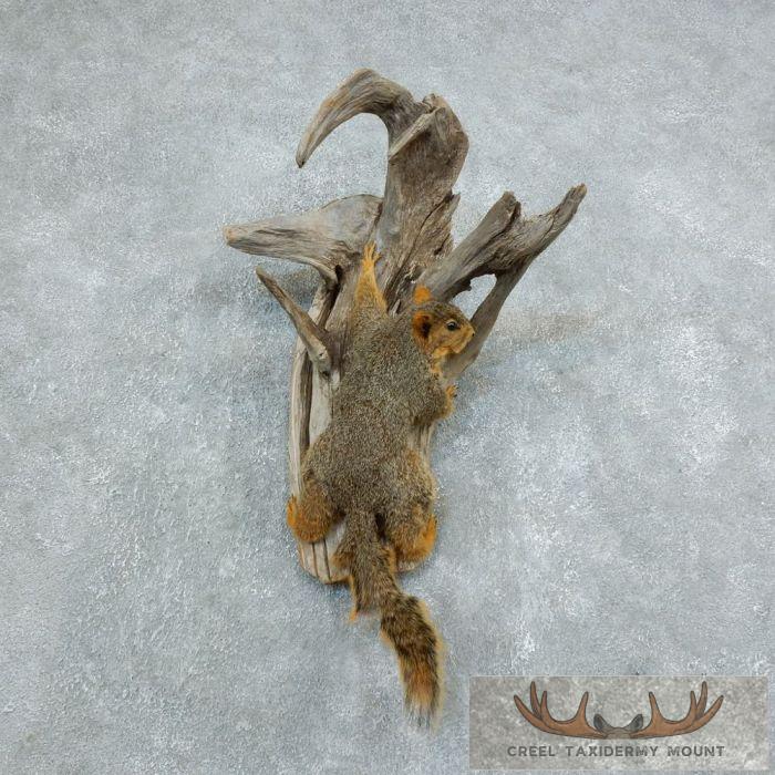 Fox Squirrel Life-Size Taxidermy Mount For Sale - Creel Taxidermy