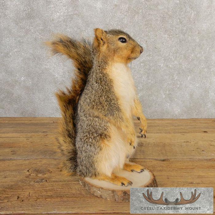 Fox Squirrel Life-Size Taxidermy Mount For Sale - Creel Taxidermy