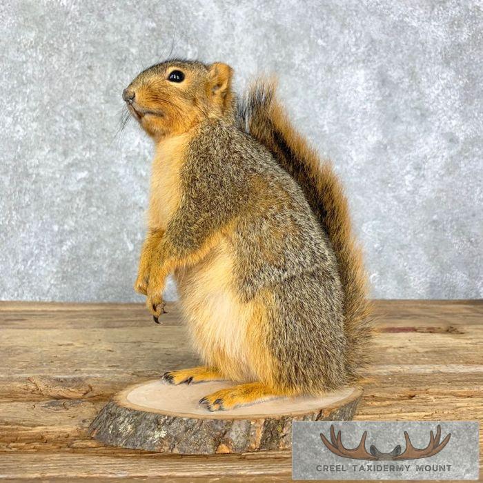 Fox Squirrel Life-Size Taxidermy Mount For Sale - Creel Taxidermy