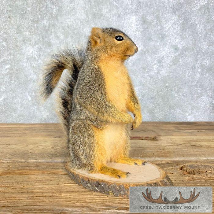 Fox Squirrel Life-Size Taxidermy Mount For Sale - Creel Taxidermy