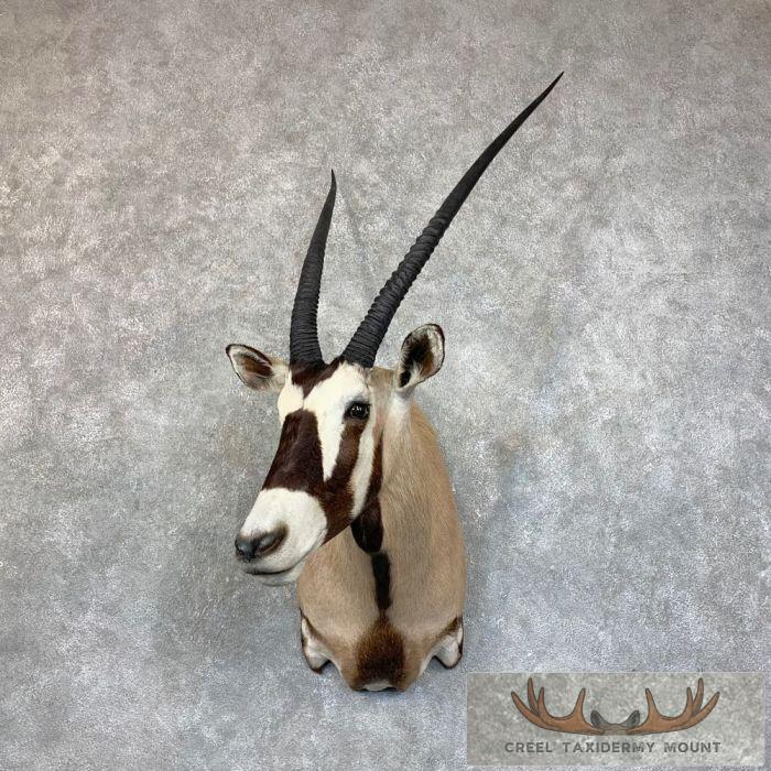 Gemsbok Oryx Taxidermy Shoulder Mount For Sale - Creel Taxidermy