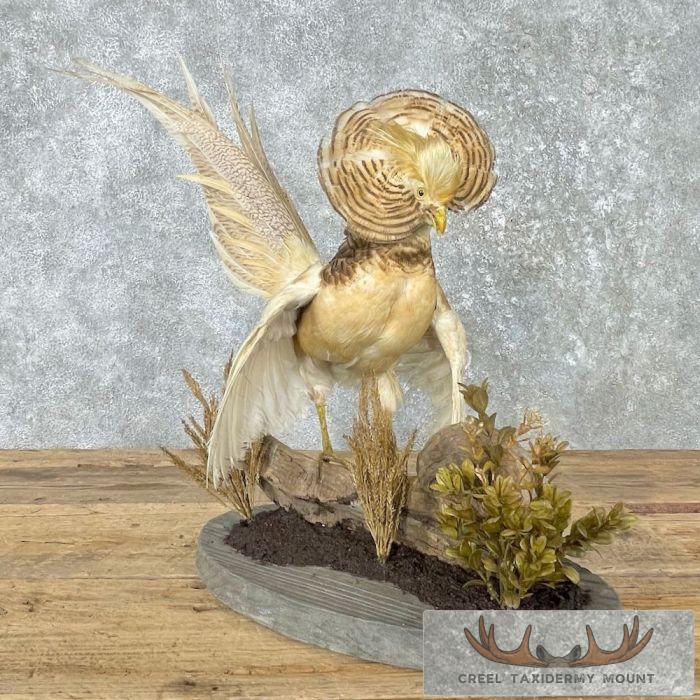 Golden Pheasant Taxidermy Bird Mount For Sale - Creel Taxidermy